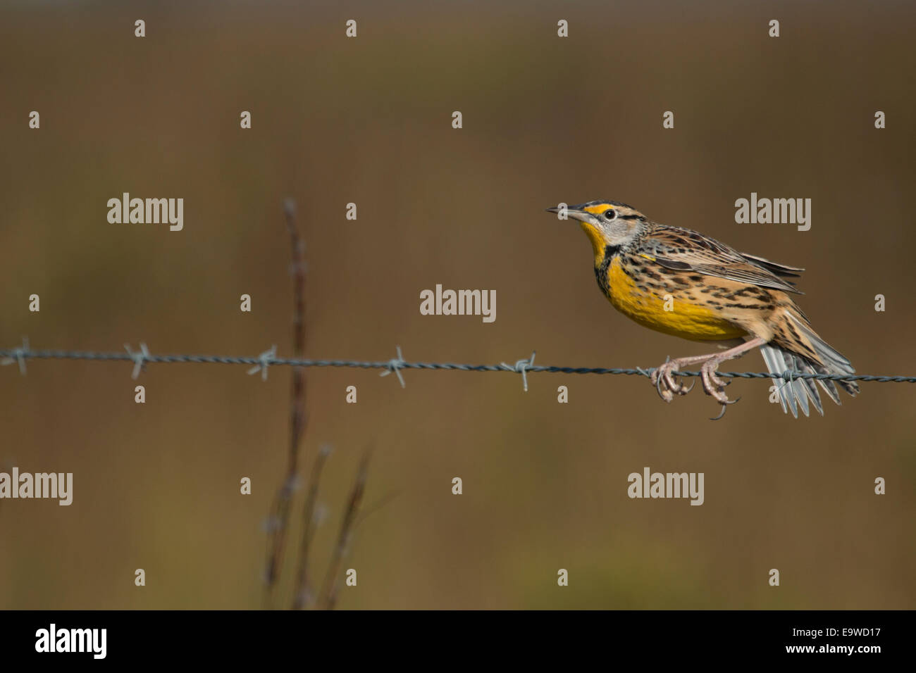 Eastern meadow lark hi-res stock photography and images - Alamy
