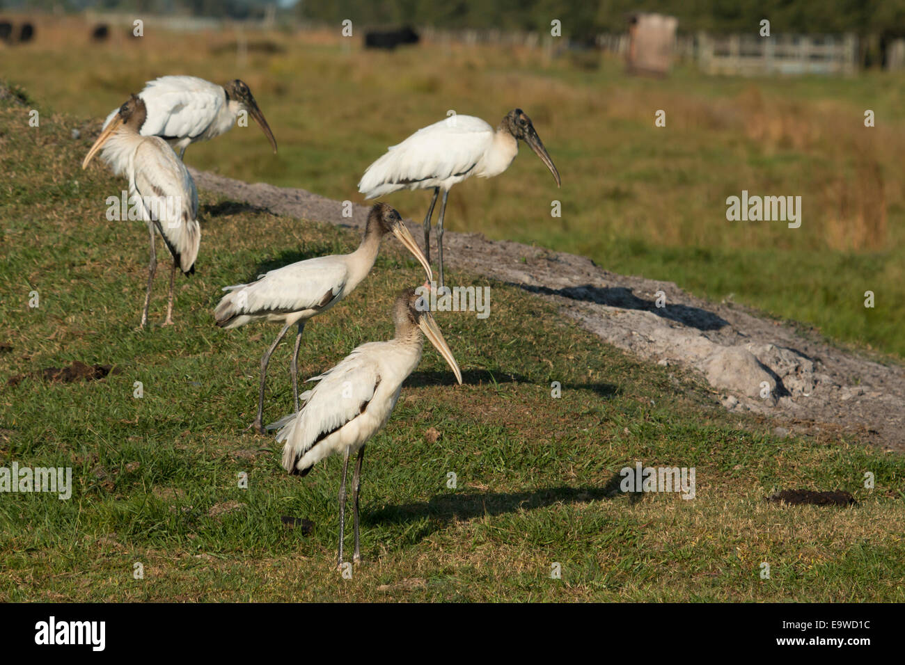 A group of wood storks - Mycteria americana Stock Photo - Alamy