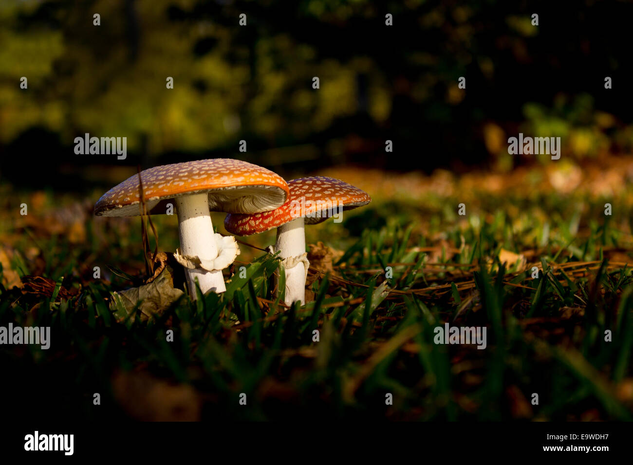 Two fungus hi-res stock photography and images - Alamy