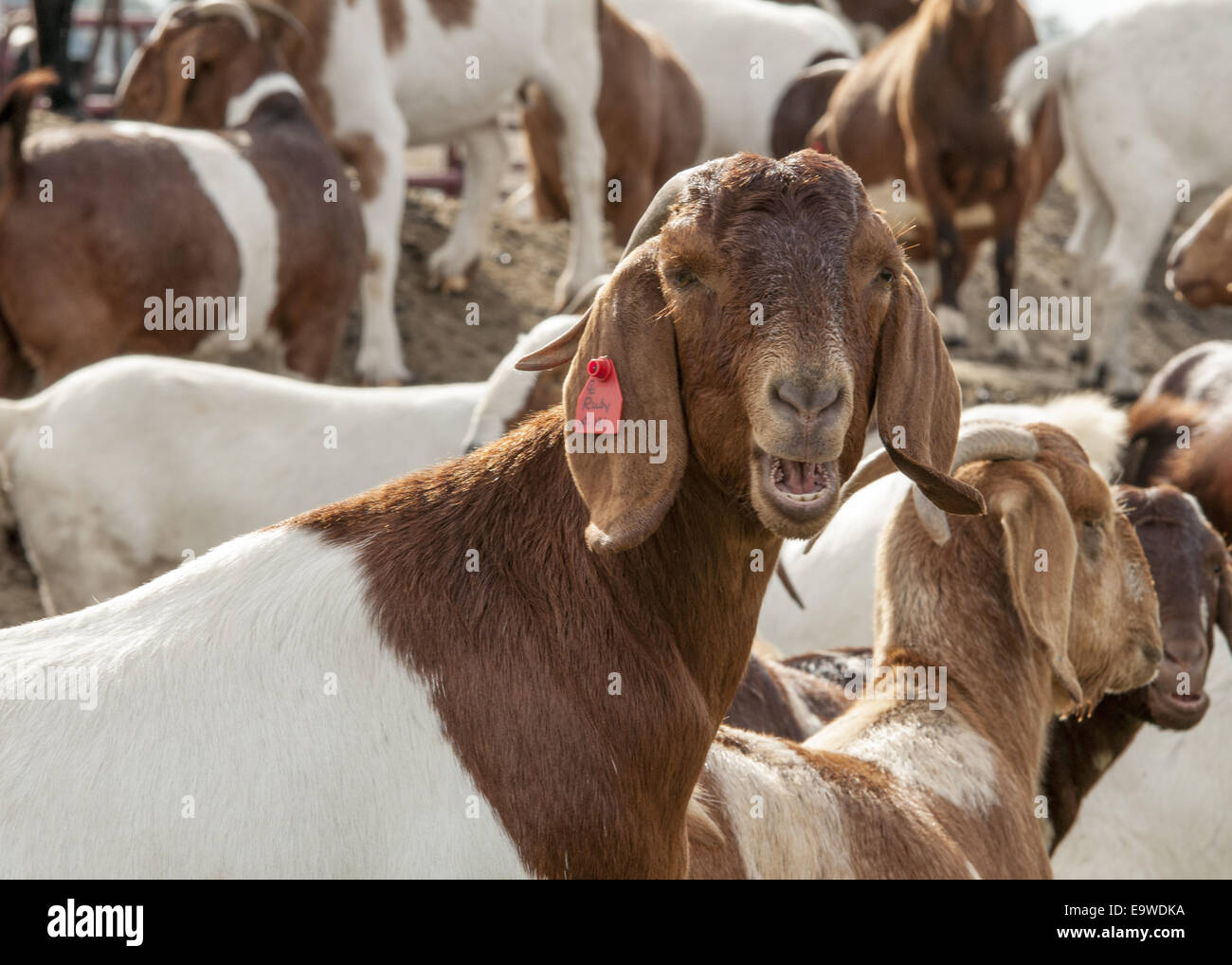 Boer Goat High Resolution Stock Photography and Images - Alamy