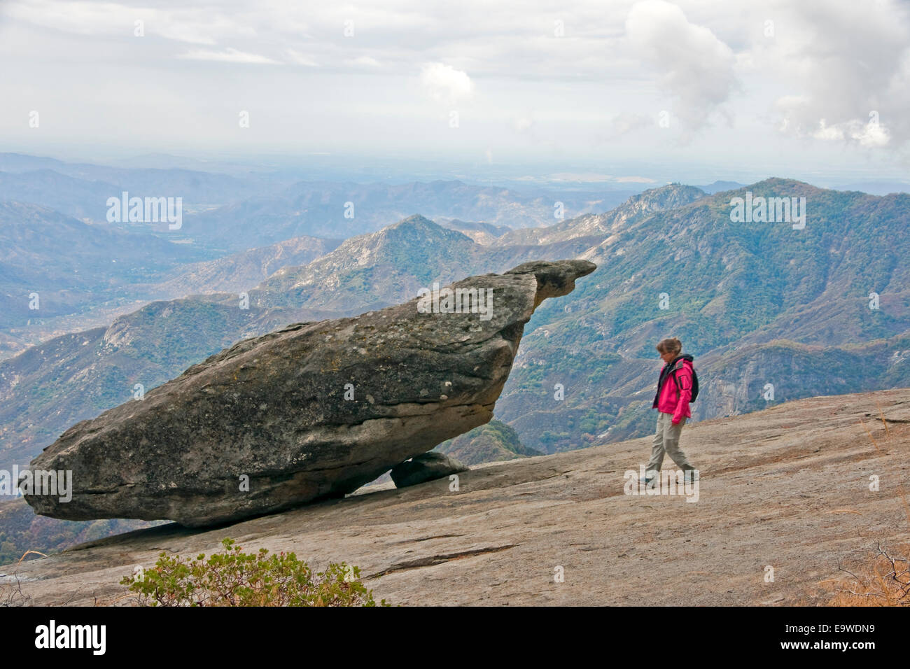 Hiker on Sequoia National Park's Hanging Rock trail Stock Photo - Alamy