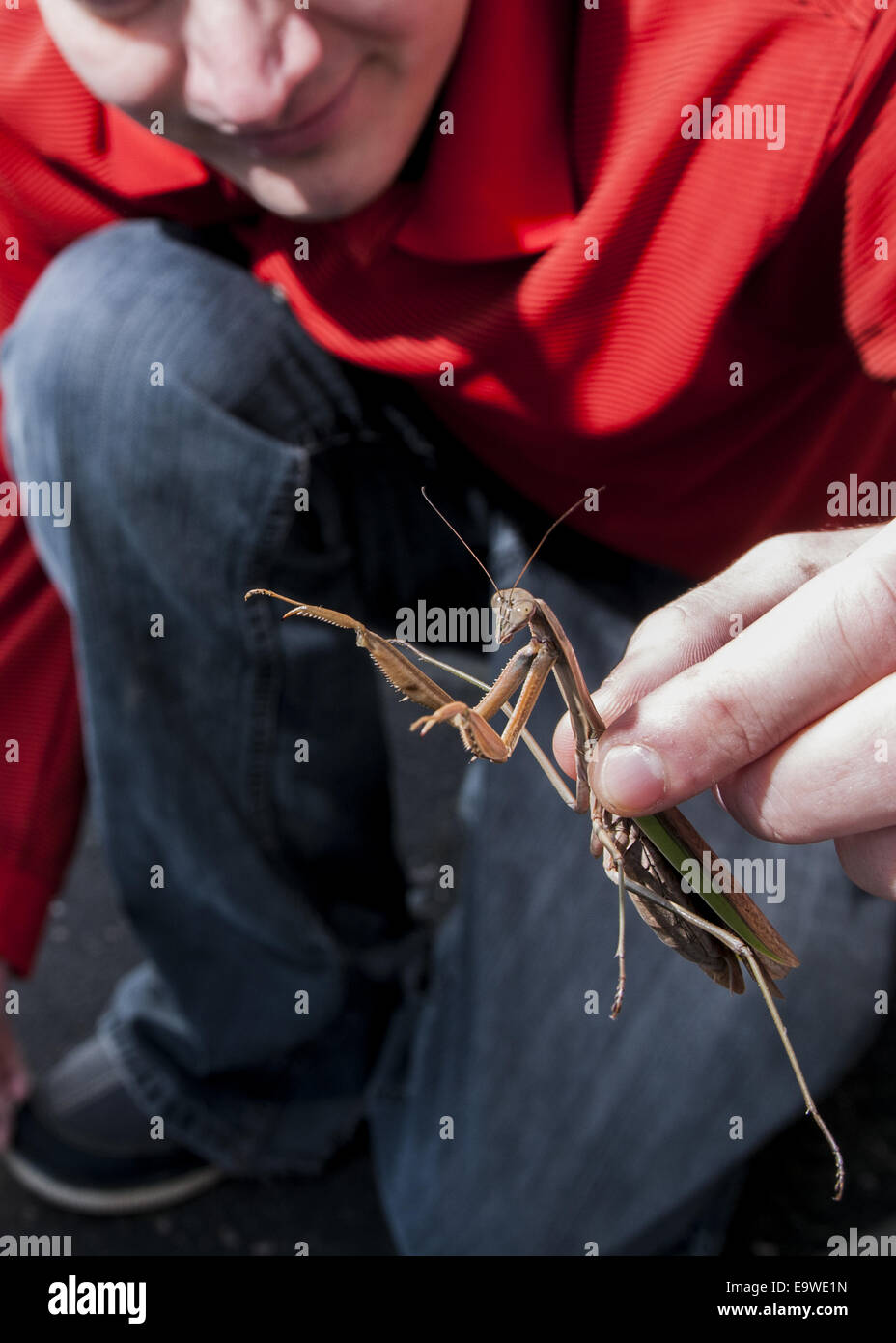 Urban mantis hi-res stock photography and images - Alamy