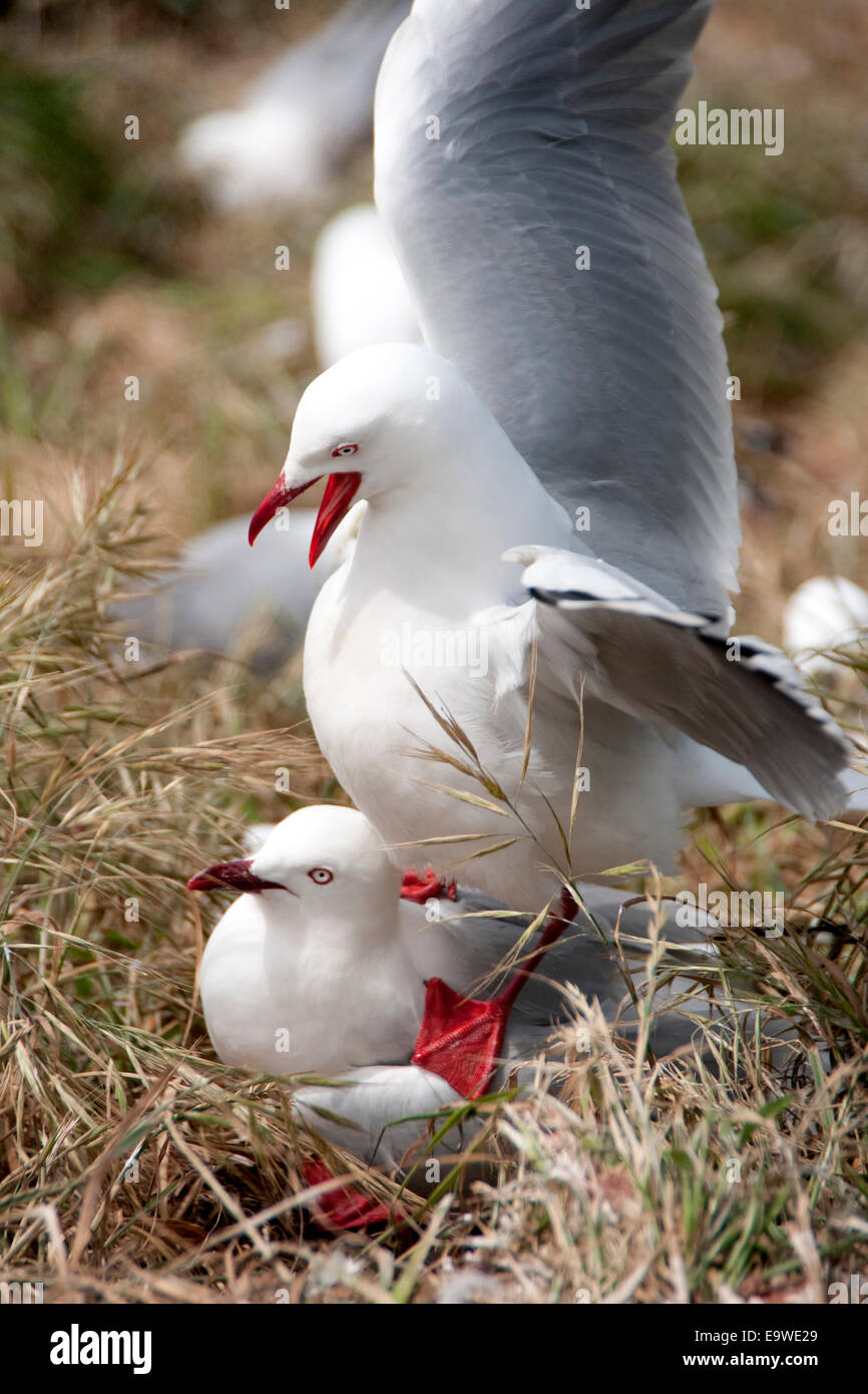 Royal albatross hi-res stock photography and images - Alamy