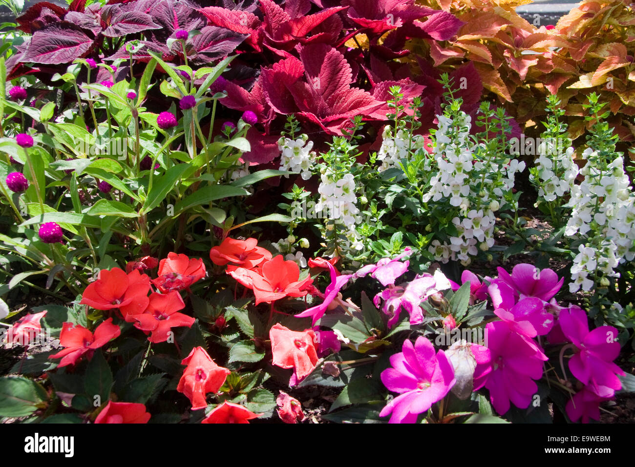 Chicago flowers hi-res stock photography and images - Alamy