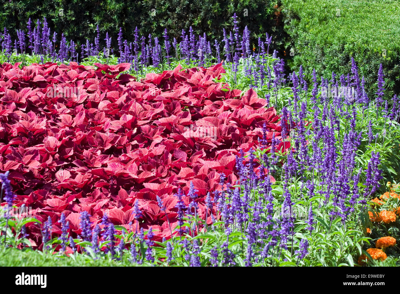 Navy flowers hi-res stock photography and images - Alamy