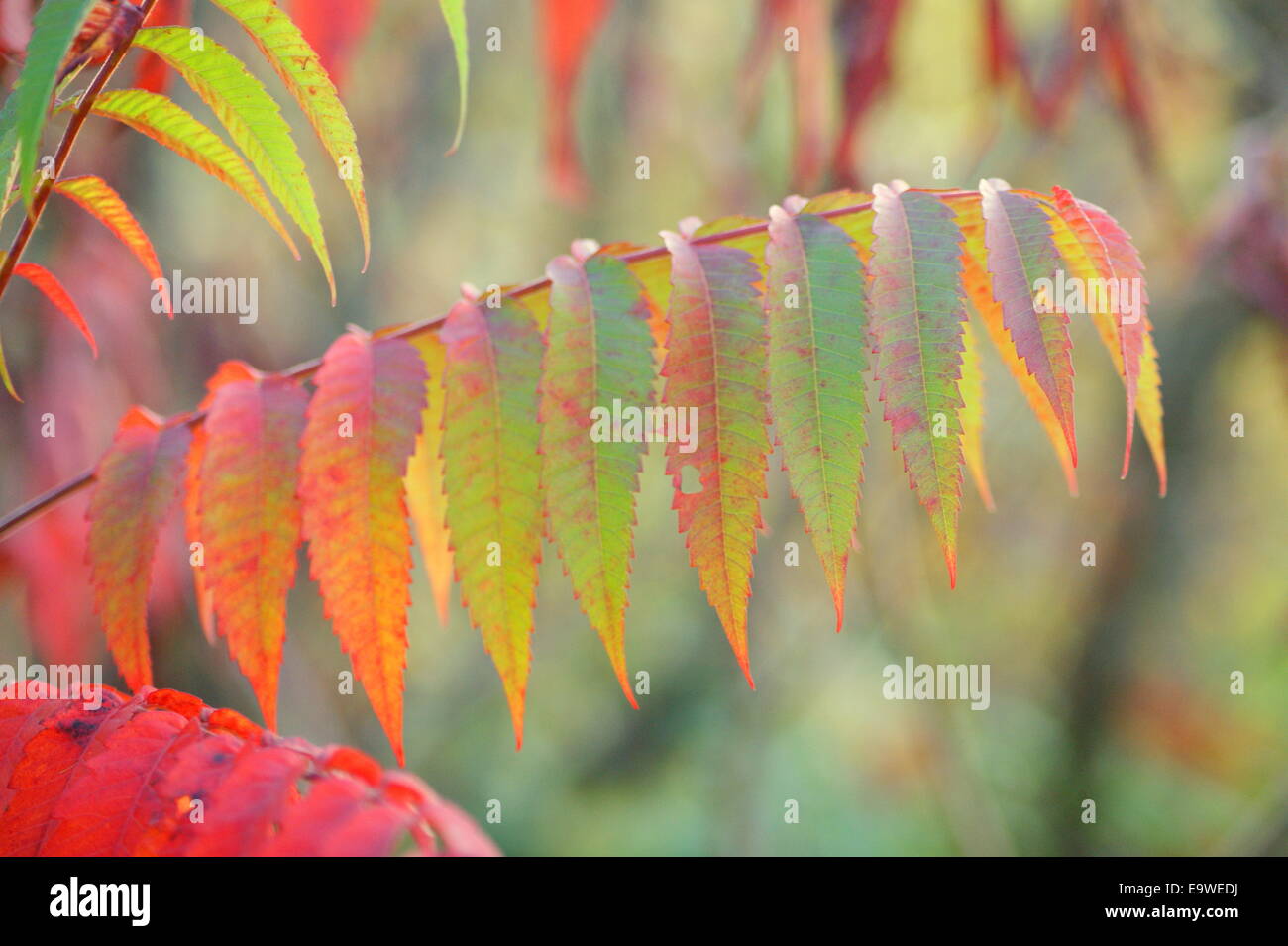Sumac not leaf hi-res stock photography and images - Alamy