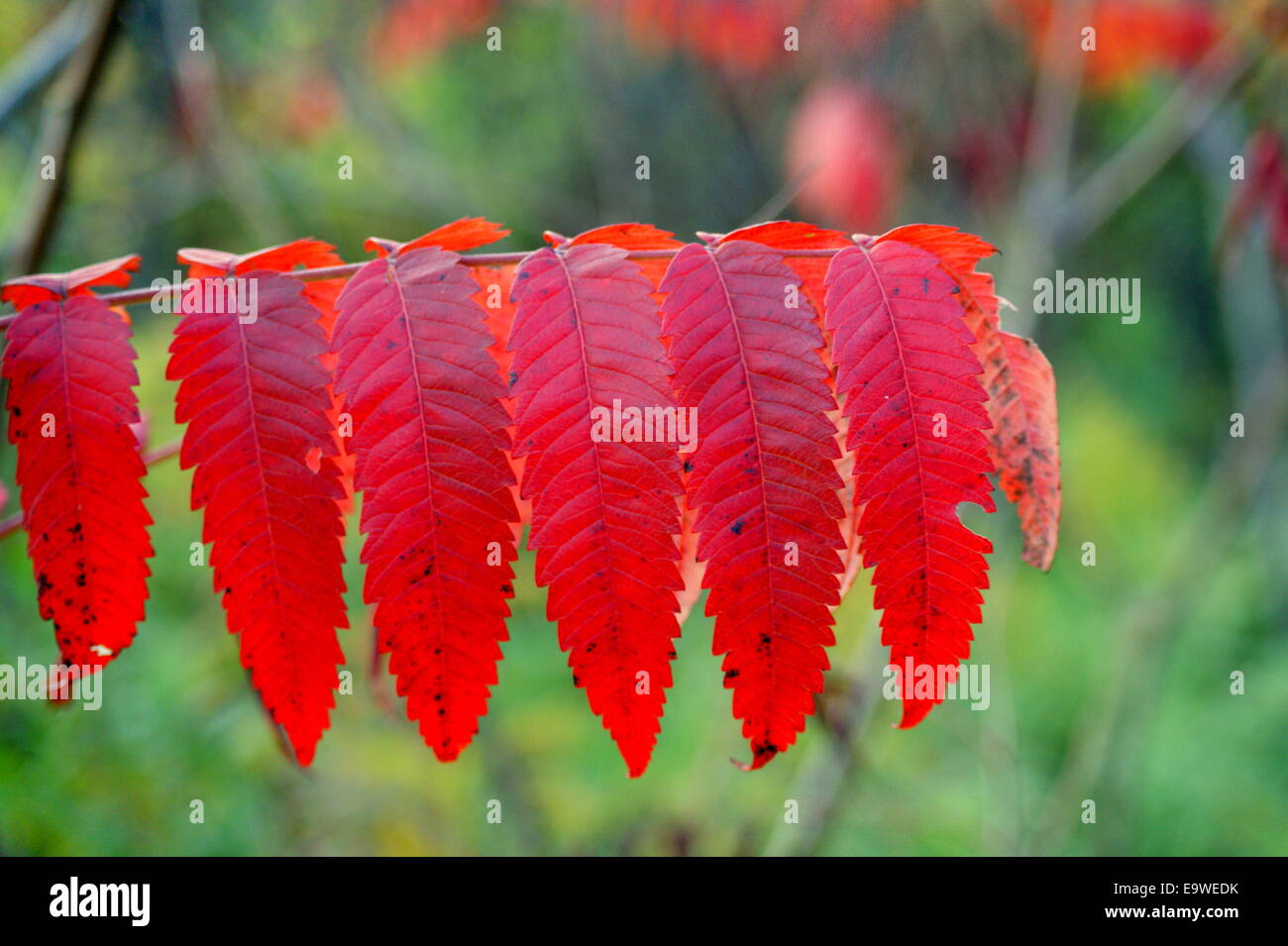 Red Sumac Stock Photos & Red Sumac Stock Images - Alamy