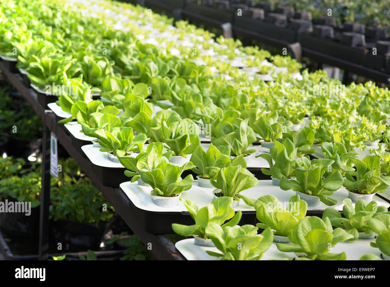 lettuce farm indoor Stock Photo - Alamy
