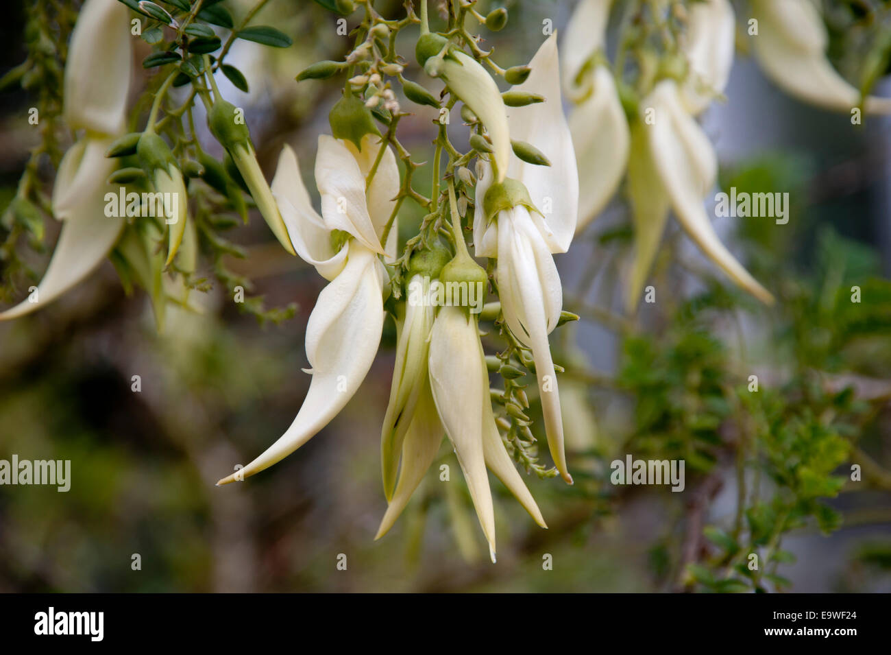 White kakabeak hi-res stock photography and images - Alamy