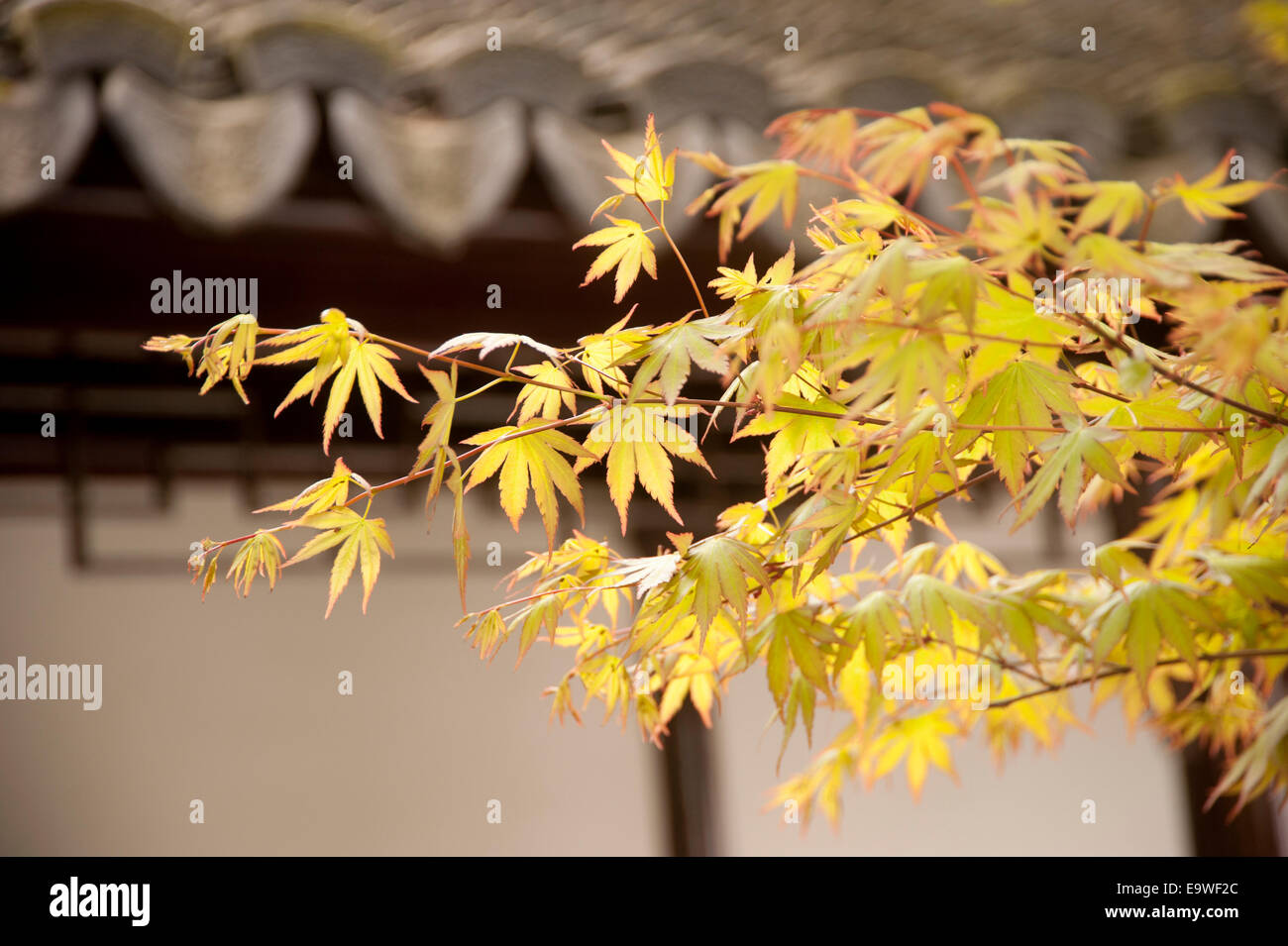 Chinese roof tile hi-res stock photography and images - Alamy