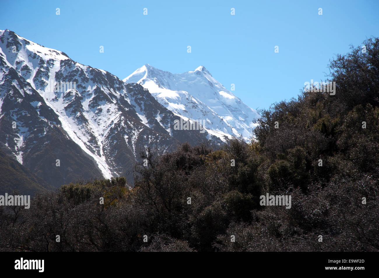 Alpine foliage with Mt Cook in background Stock Photo - Alamy