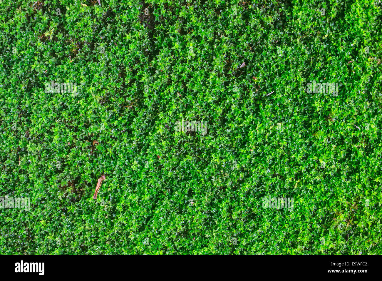 top view green moss for background texture Stock Photo - Alamy