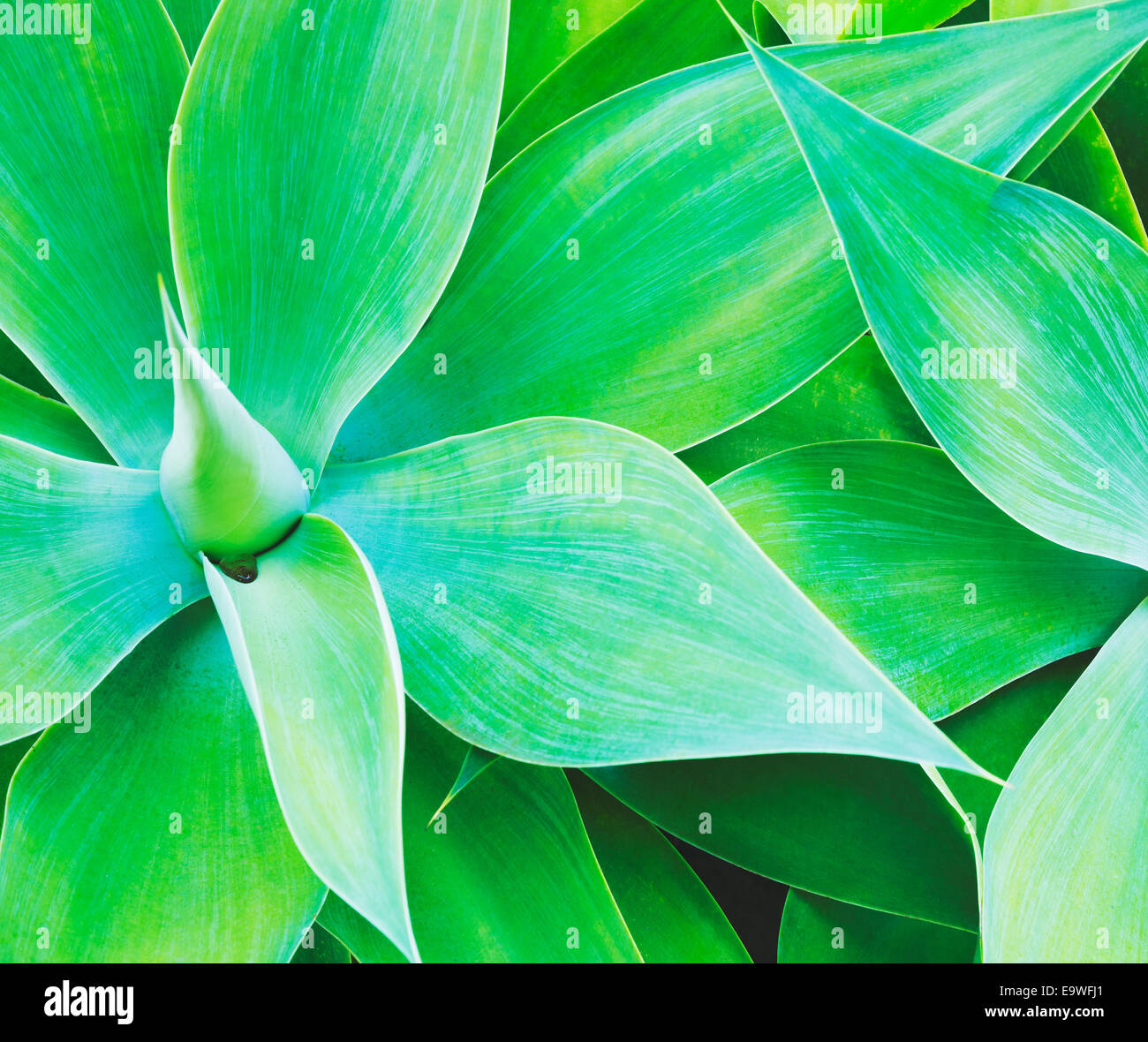 Abstract Cactus Plant Stock Photo - Alamy