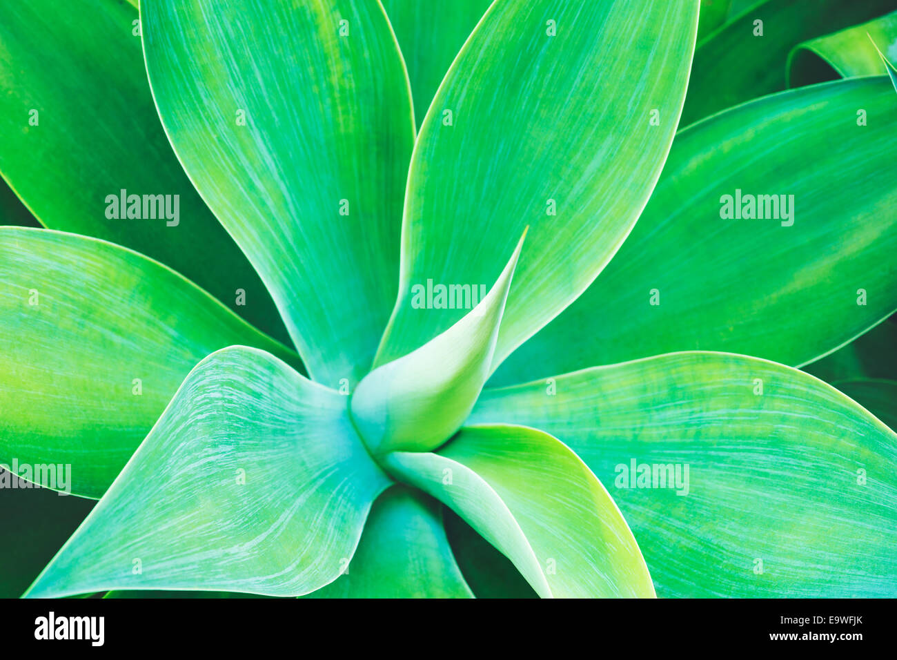 Abstract Cactus Plant Stock Photo - Alamy