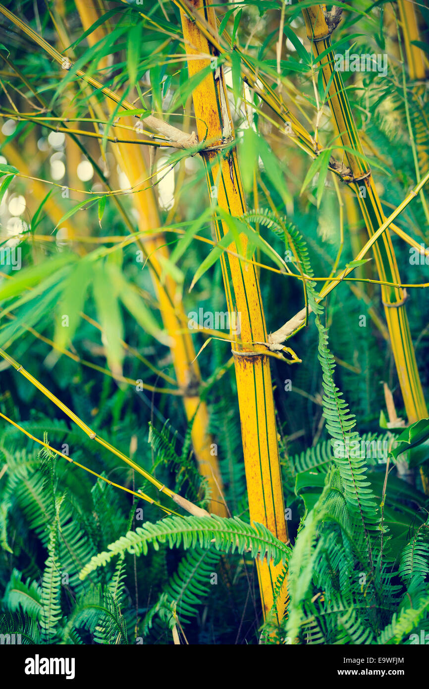 Bamboo tree close up hi-res stock photography and images - Alamy