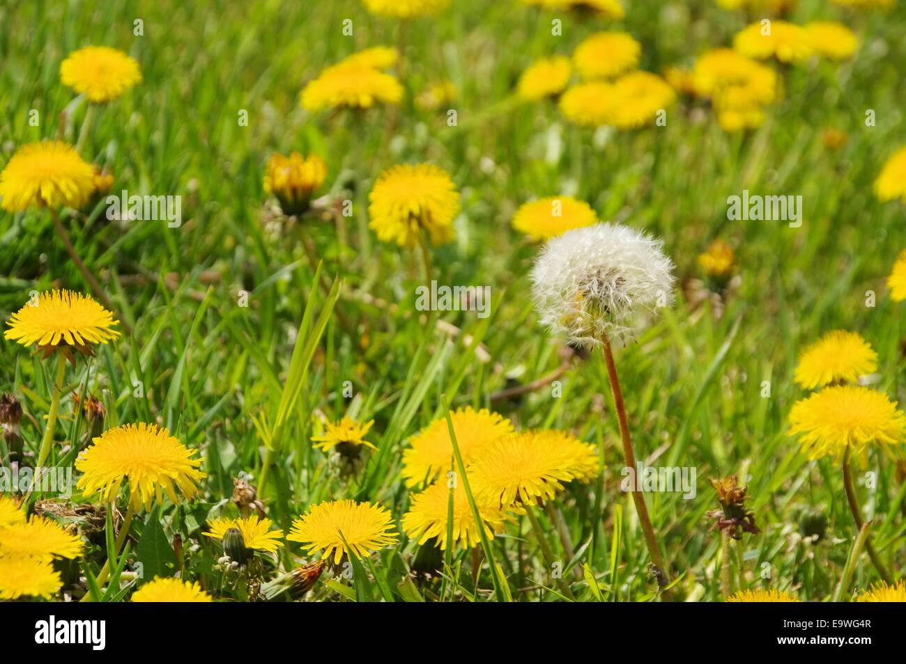 Loewenzahn - dandelion 22 Stock Photo - Alamy