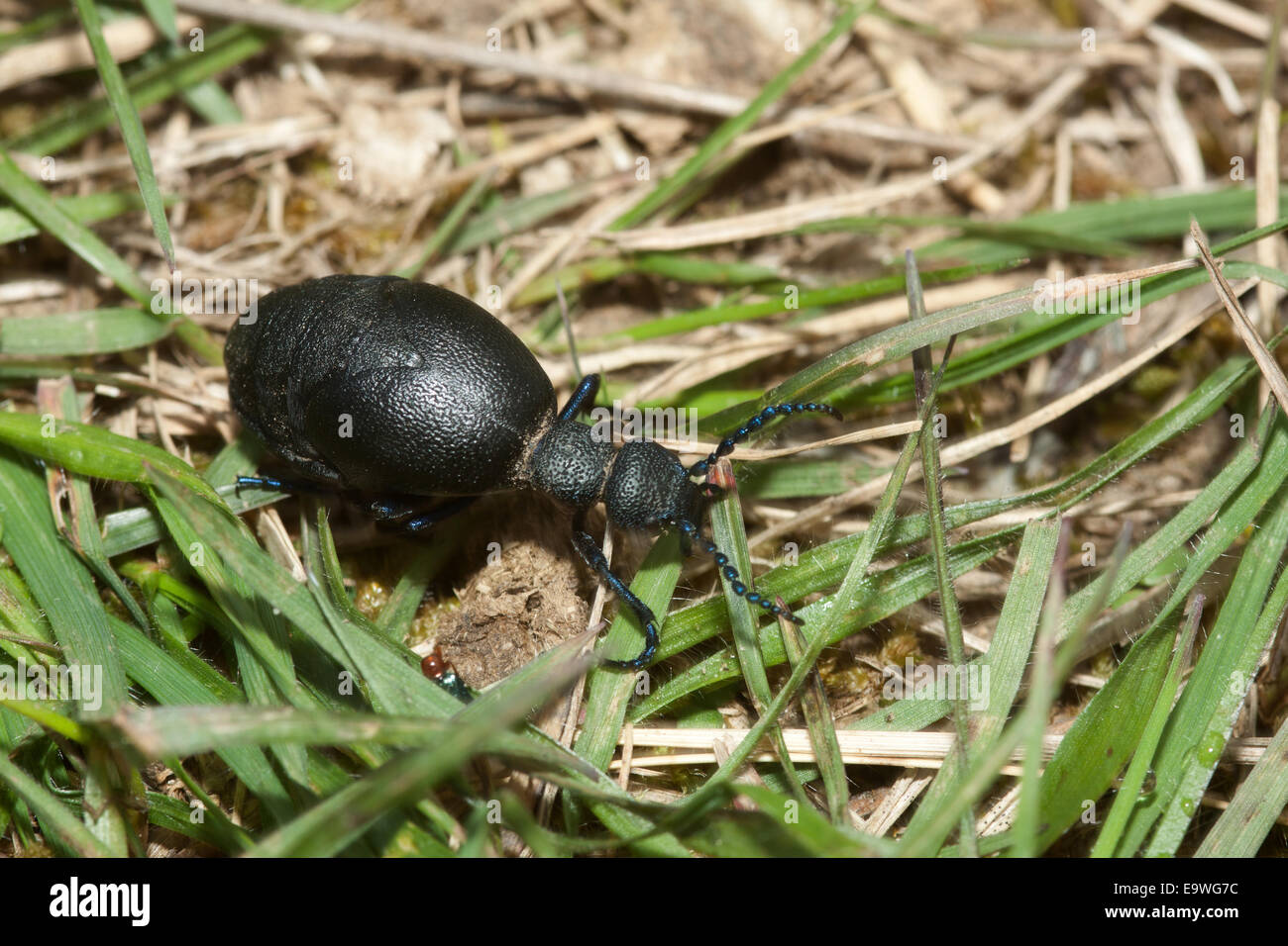 Leather bugs hi-res stock photography and images - Alamy