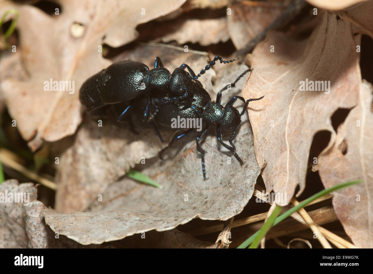 Leather bugs hi-res stock photography and images - Alamy