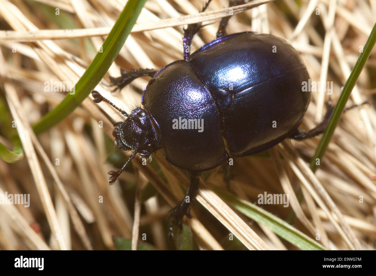 Dungbeetle hi-res stock photography and images - Alamy