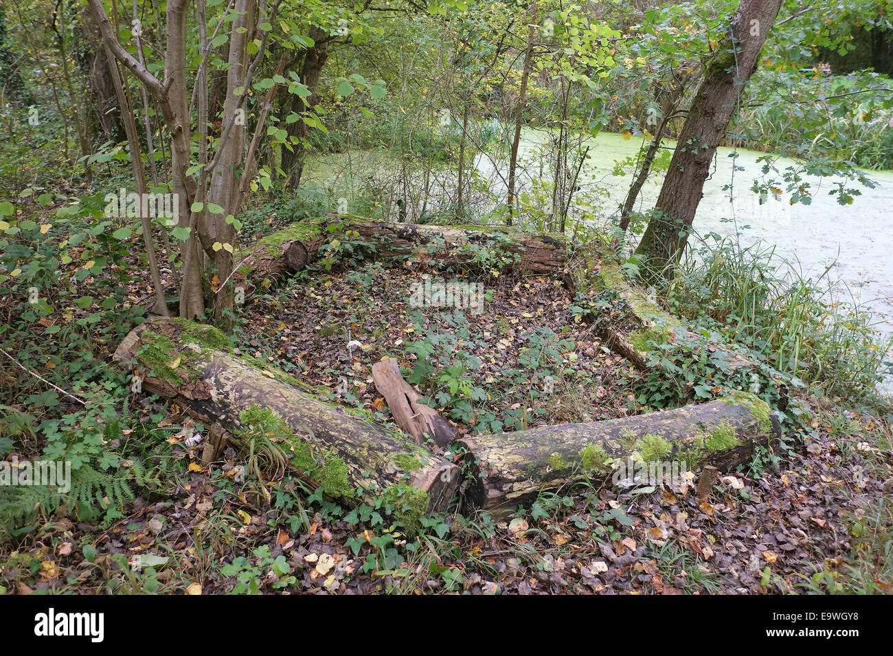 Old arrangement of logs, possibly suitable for a ancient ceremony long ...