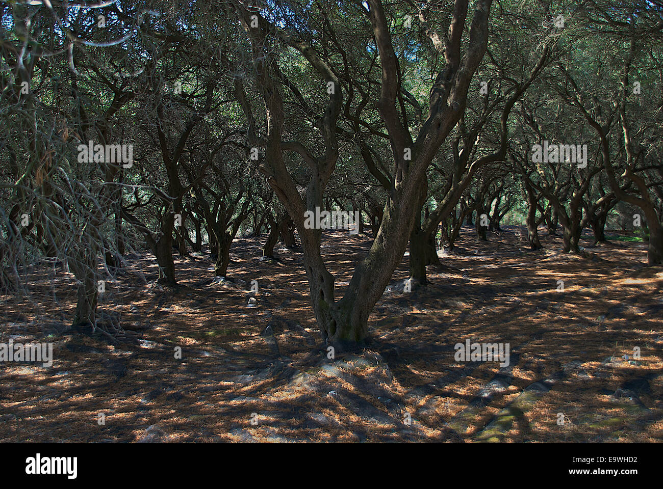 Deciduous grove hi-res stock photography and images - Alamy