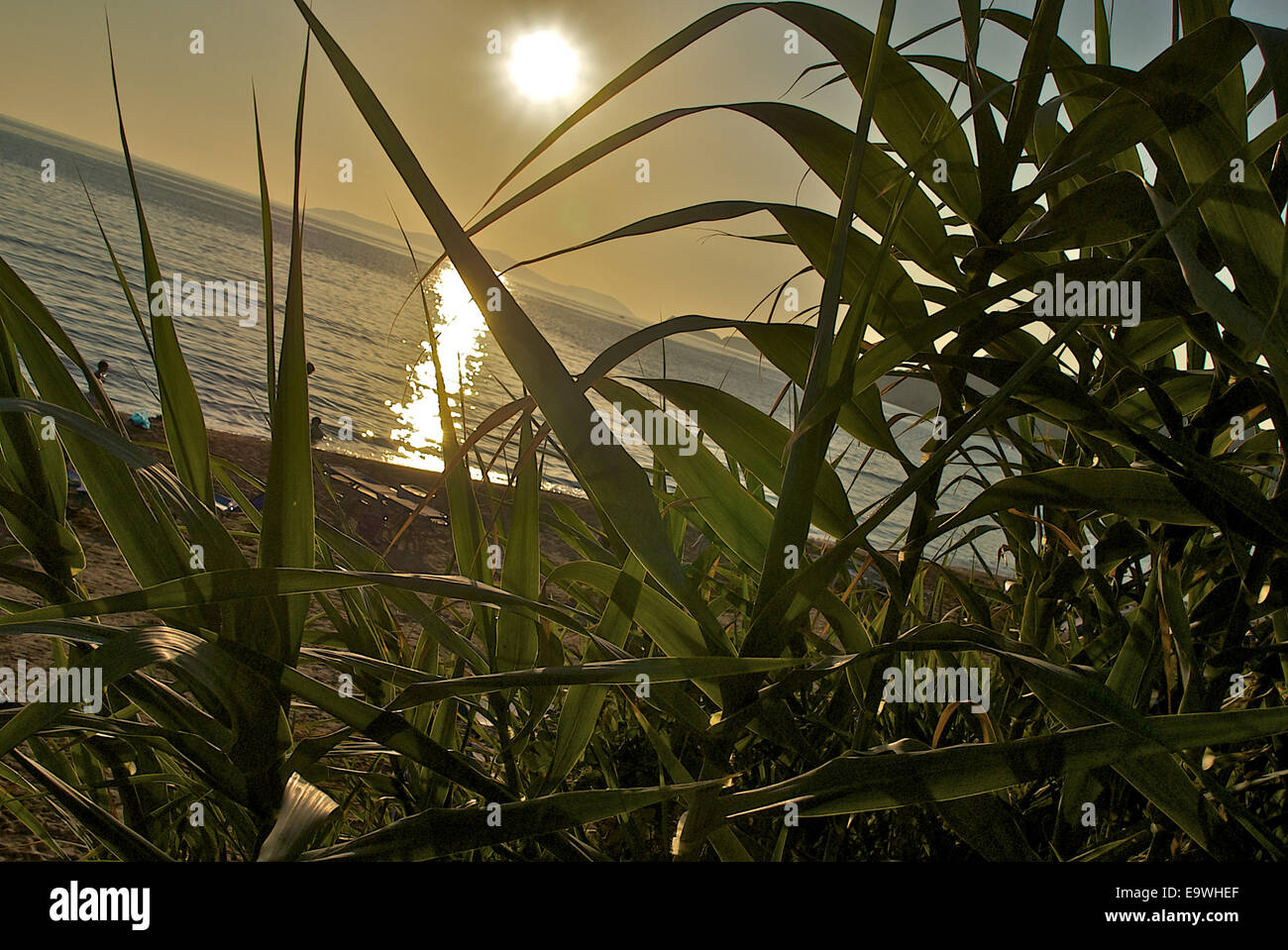 Sunset bamboo hi-res stock photography and images - Alamy