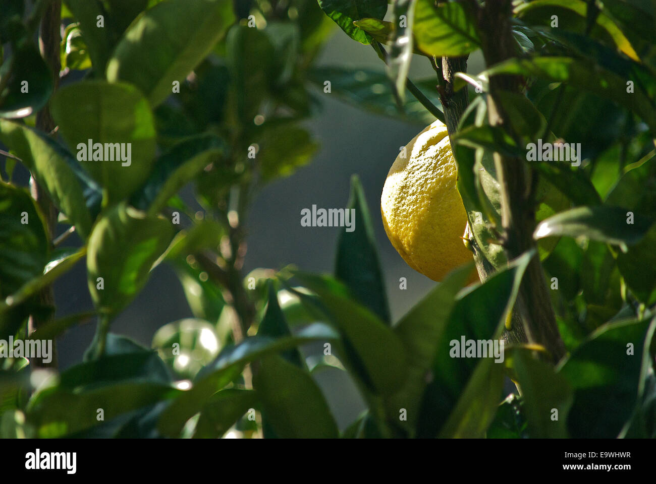 Lemon on the tree Stock Photo - Alamy