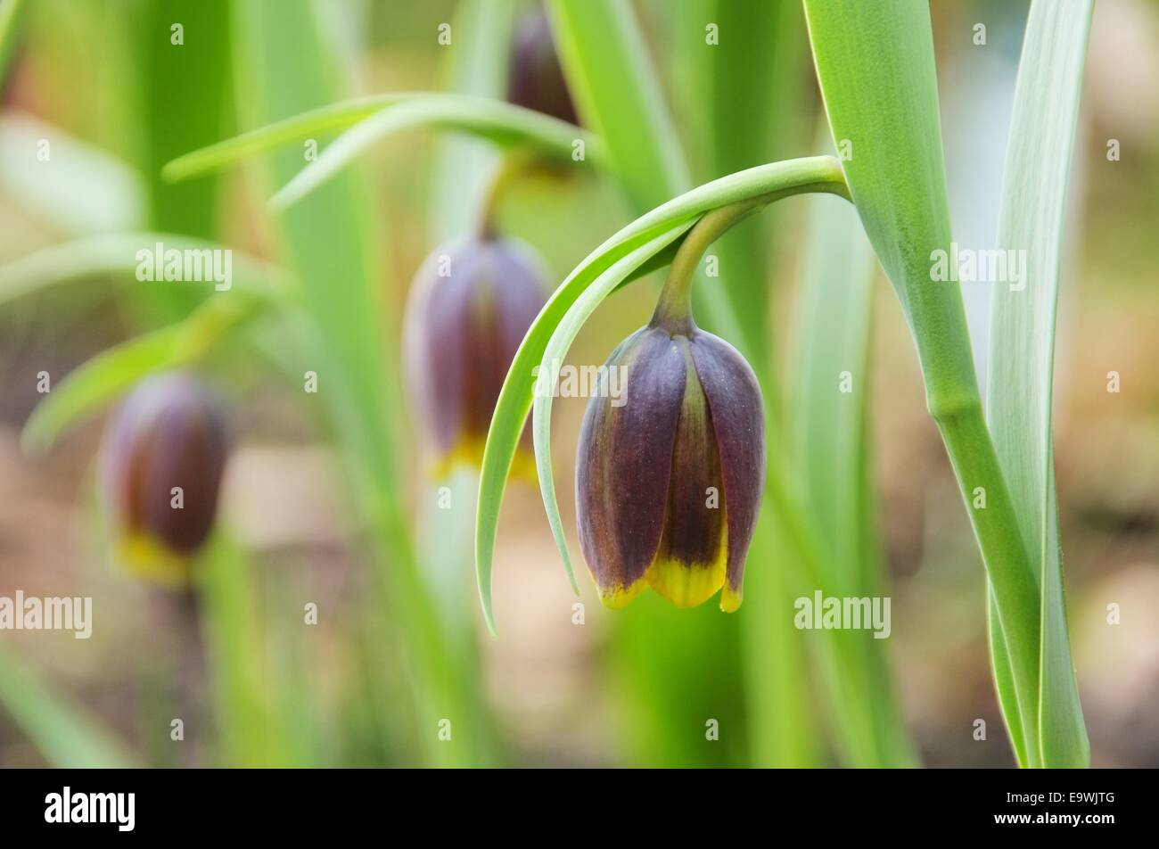 Schachblume - Chess Flower 04 Stock Photo - Alamy