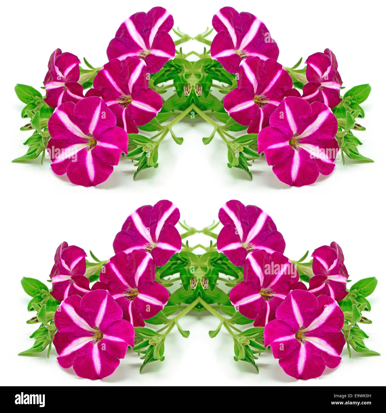 Beautiful star pink petunia, isolated on a white background Stock Photo ...