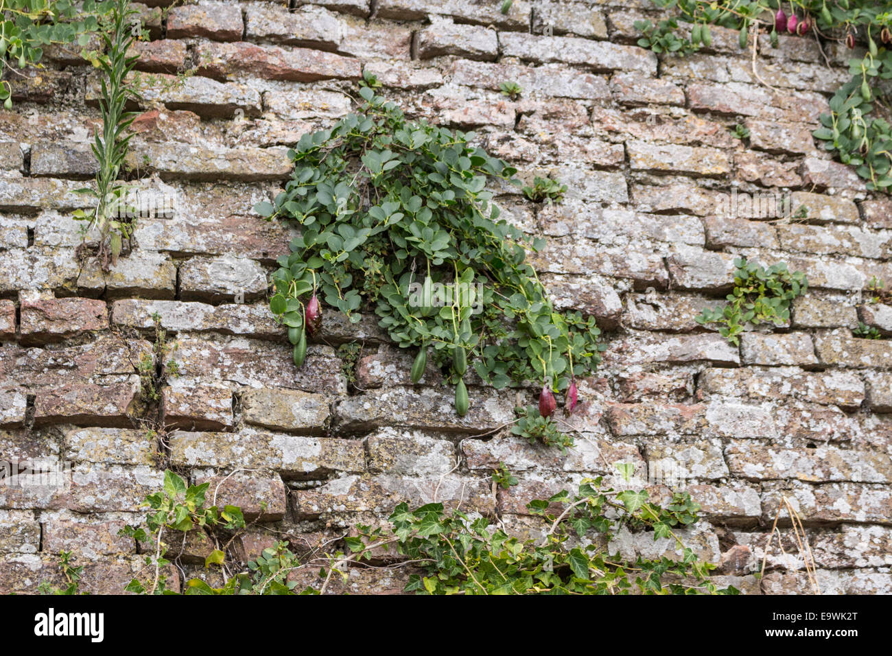 The medieval brick walls of the small village of Dozza near Bologna in ...