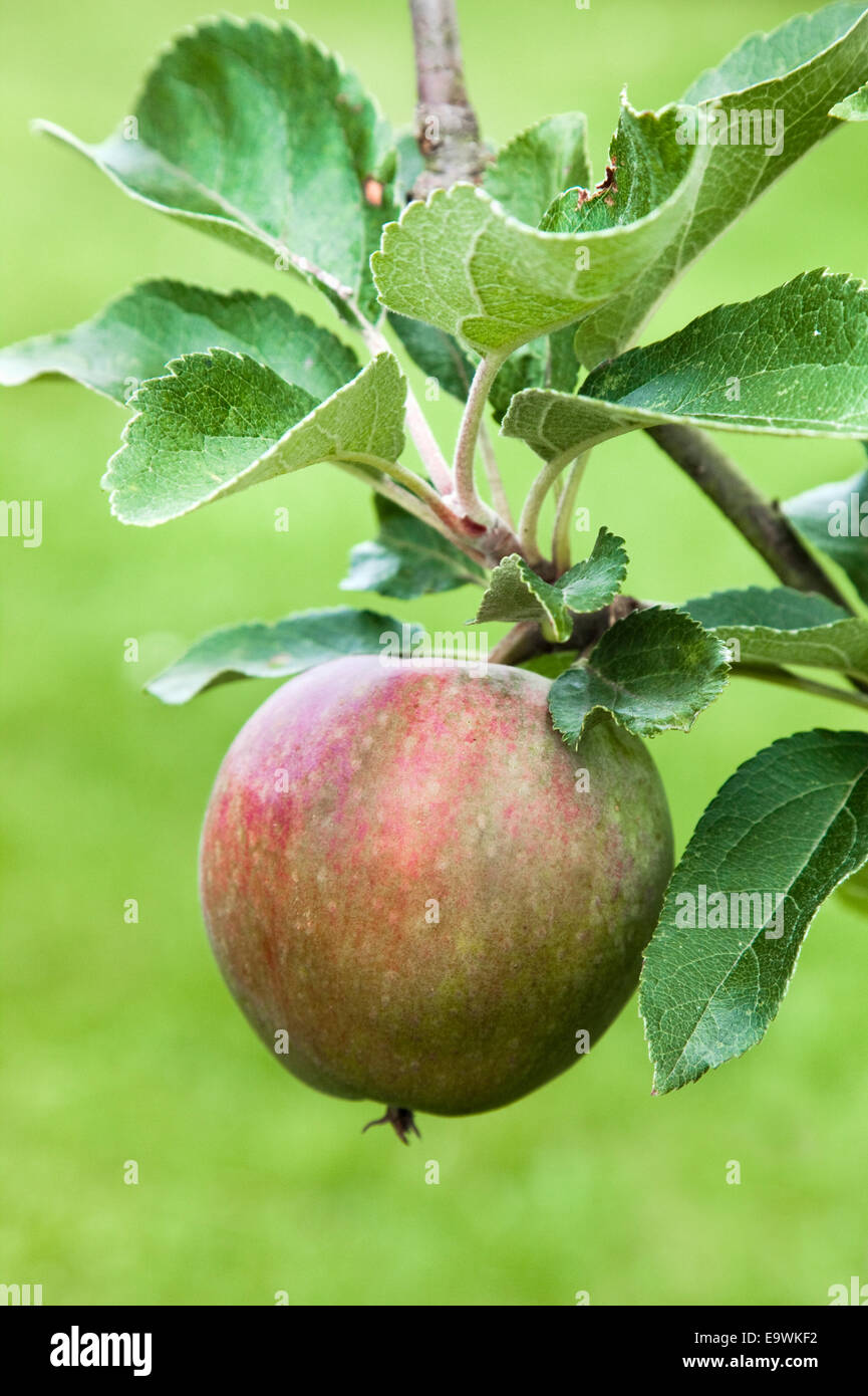 Apple worcester permain hi-res stock photography and images - Alamy