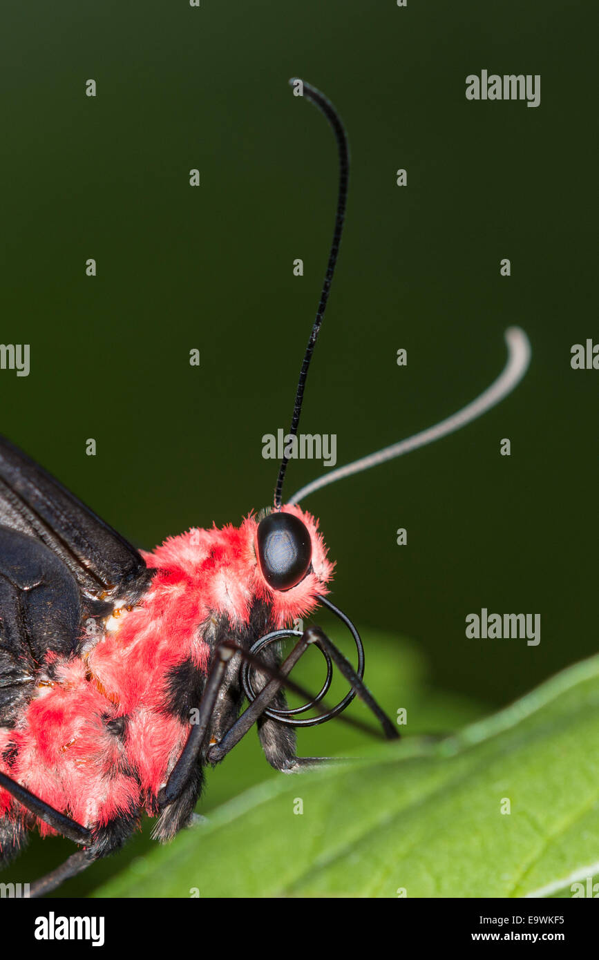 Close up of a Philippines Pink Rose butterfly Stock Photo - Alamy