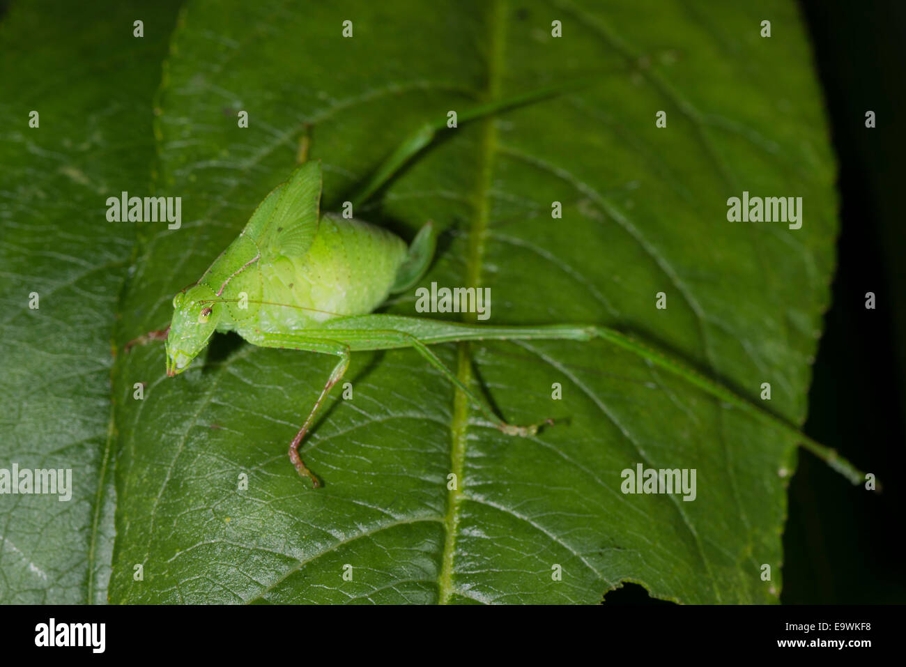 A Costa Rican Leaf Katydid on a leaf Stock Photo - Alamy