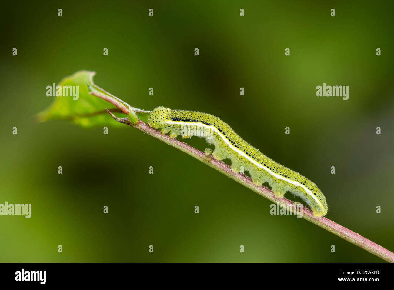 Lemon butterfly hi-res stock photography and images - Alamy