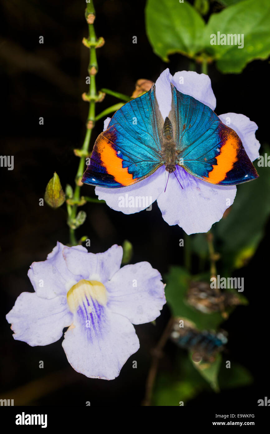 A Leafwing butterfly feeding Stock Photo - Alamy