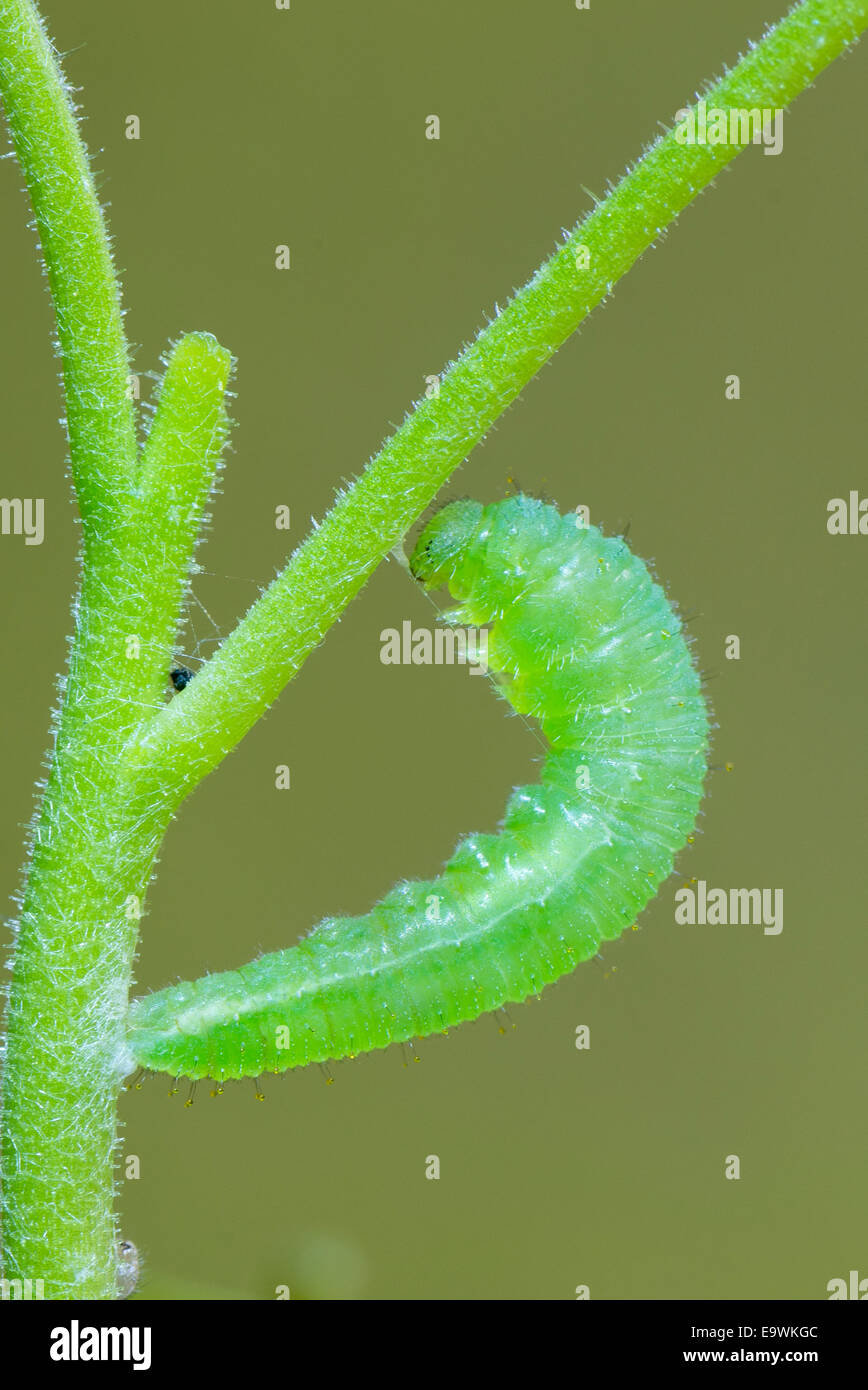 A pupating larva of the Wandering Snowflake Stock Photo - Alamy