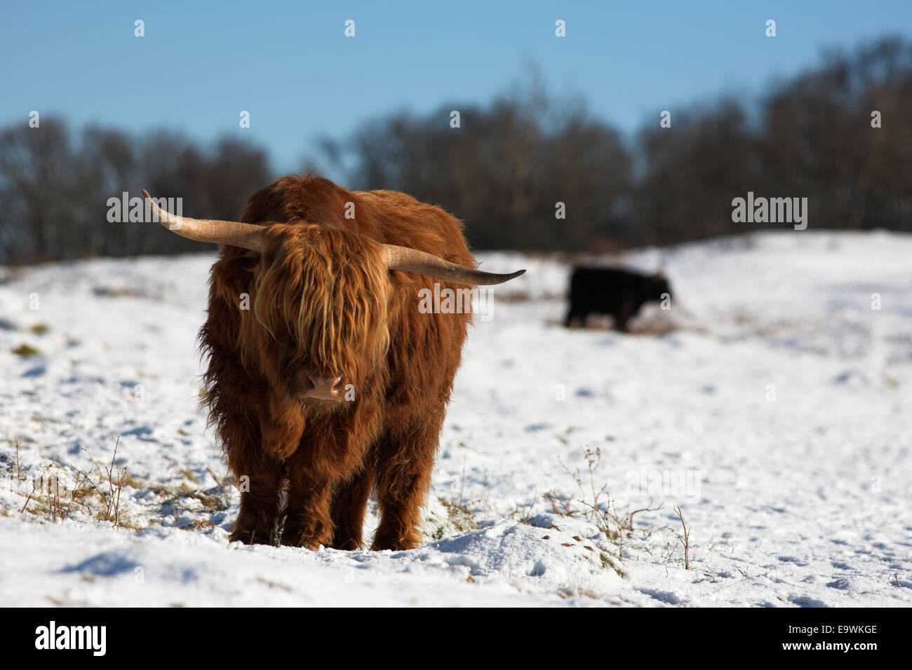 Highland cattle in snow, conservation grazing on Arnside Knott, Cumbria ...
