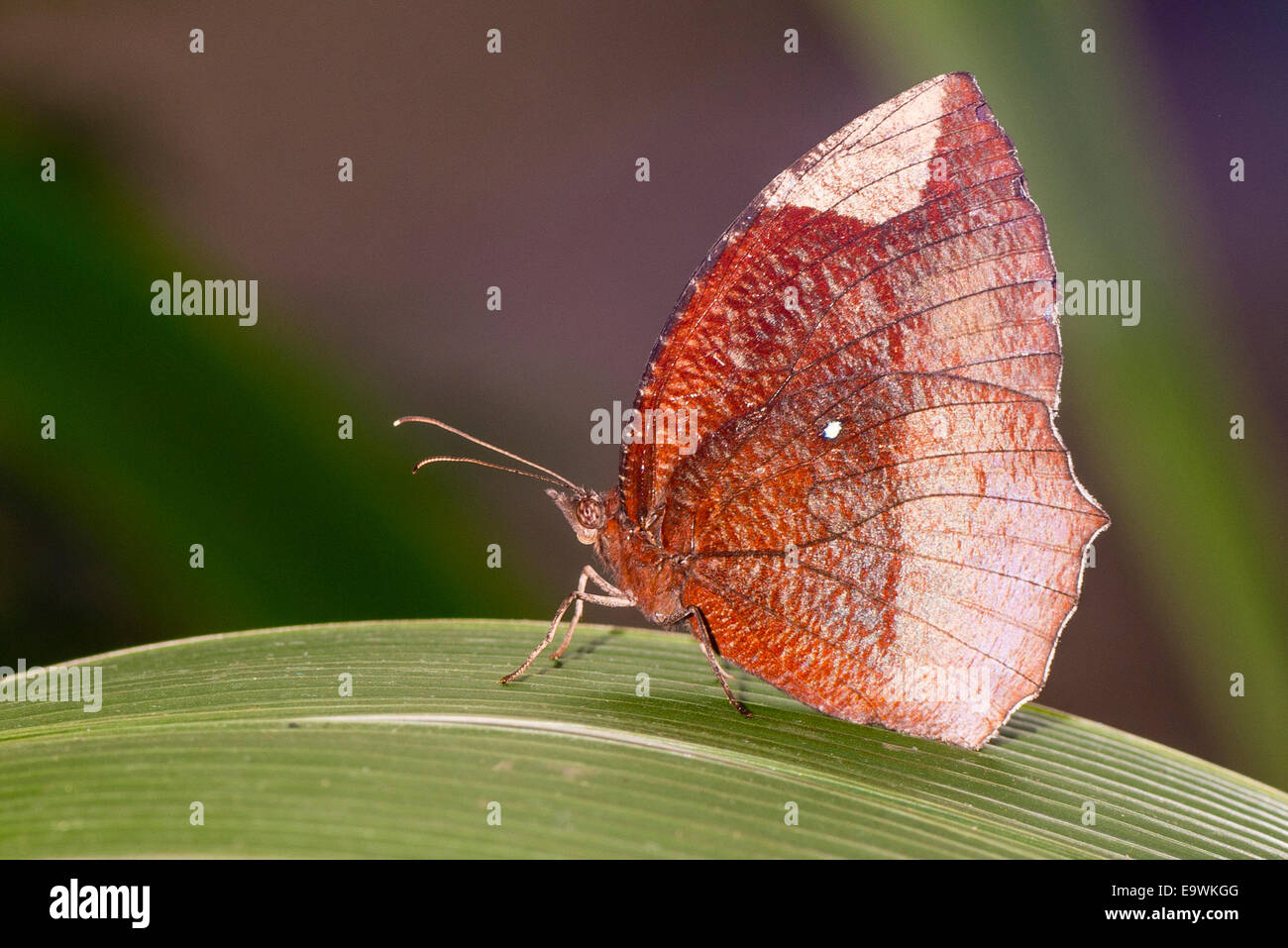A Common Palmfly butterfly at rest Stock Photo - Alamy