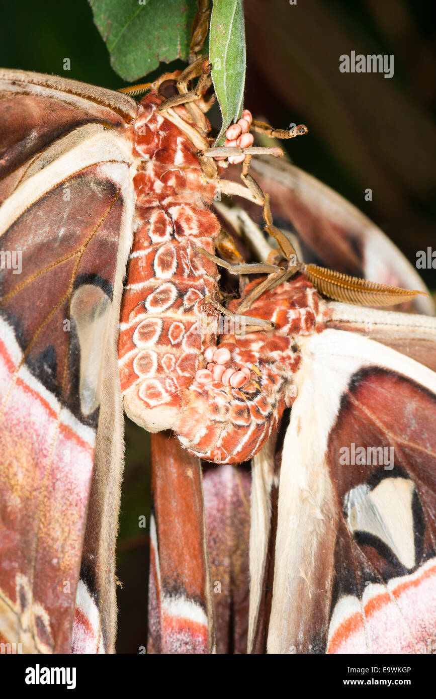 Close up of mating Atlas moths Stock Photo - Alamy Close up of mating Atlas moths Stock Photo - Alamy
