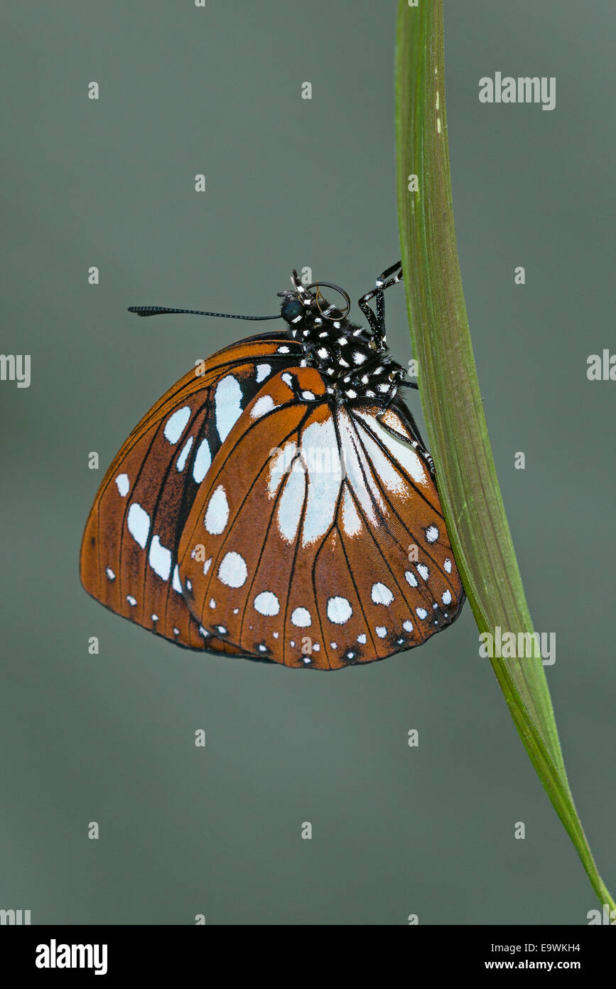 Euxanthe Wakefieldi High Resolution Stock Photography and Images - Alamy