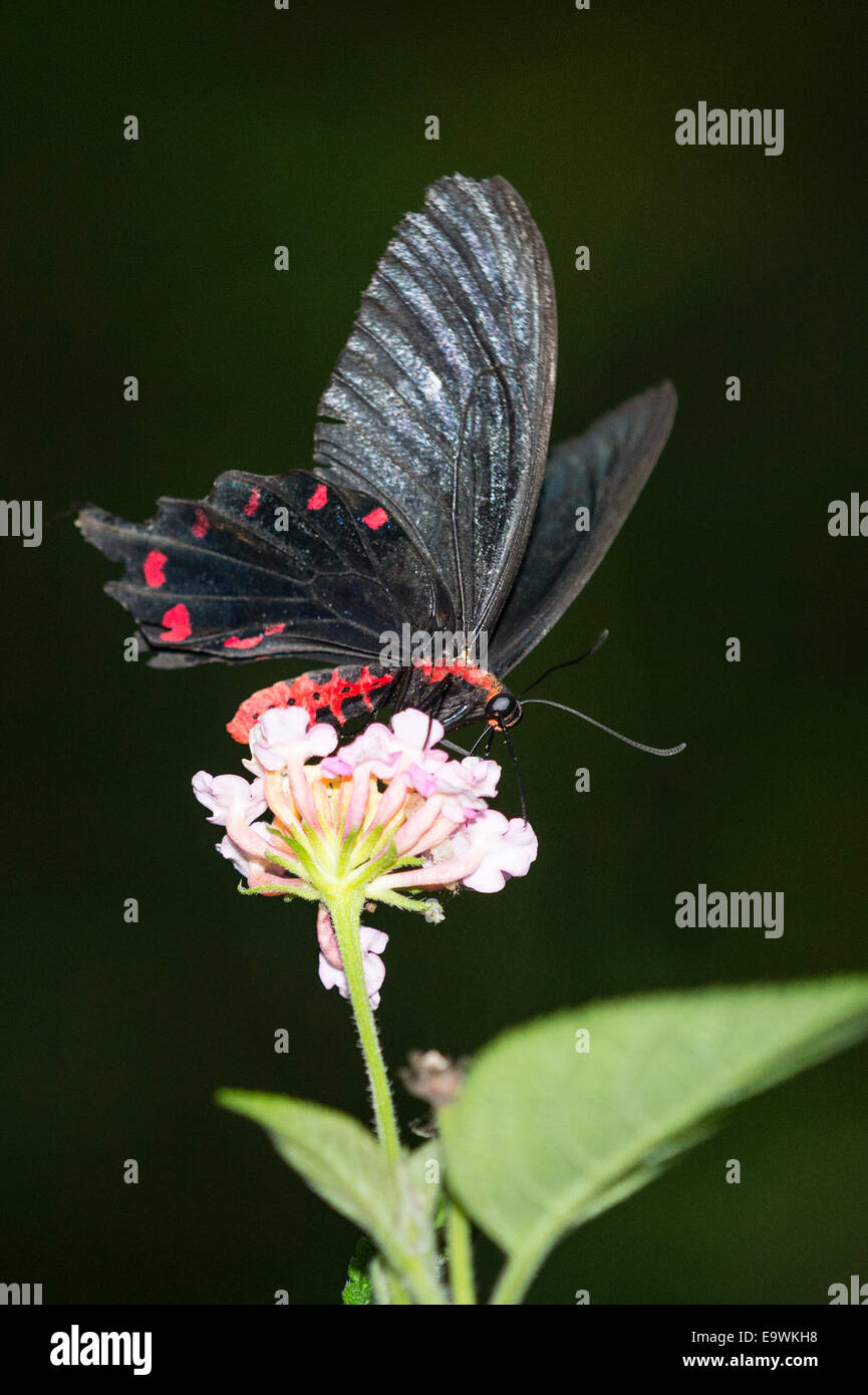 A Philippines Pink Rose butterfly feeding Stock Photo - Alamy