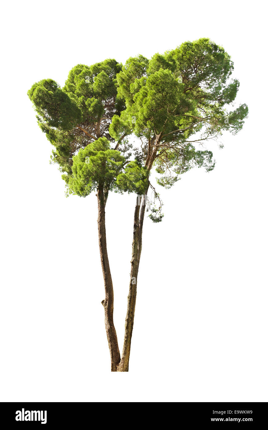 Green beautiful and tall tree isolated on white background Stock Photo ...