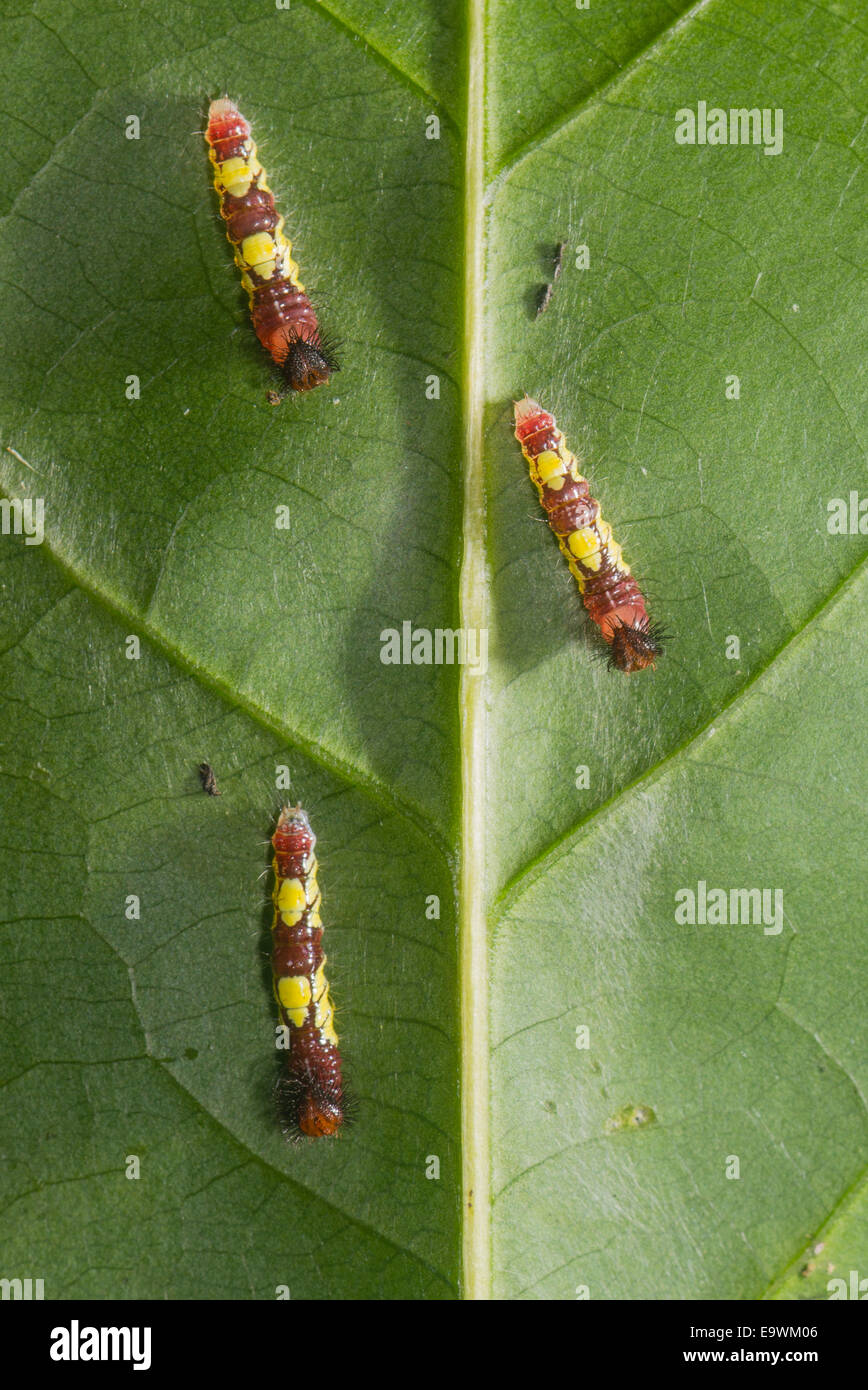 Caterpillar Morpho Peleides High Resolution Stock Photography and ...