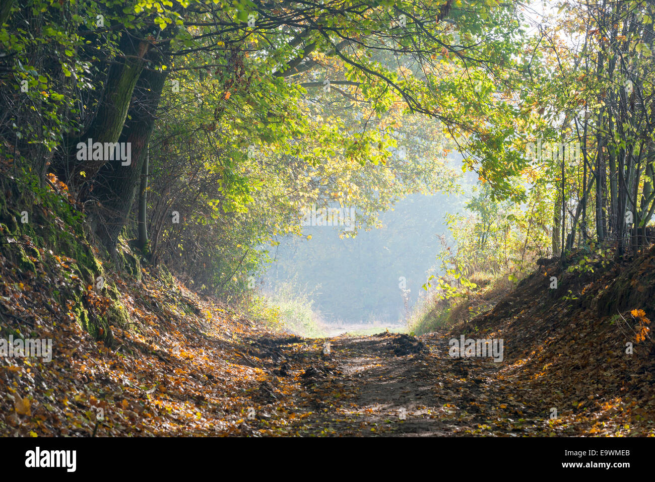 Artistic branch day forest hi-res stock photography and images - Alamy