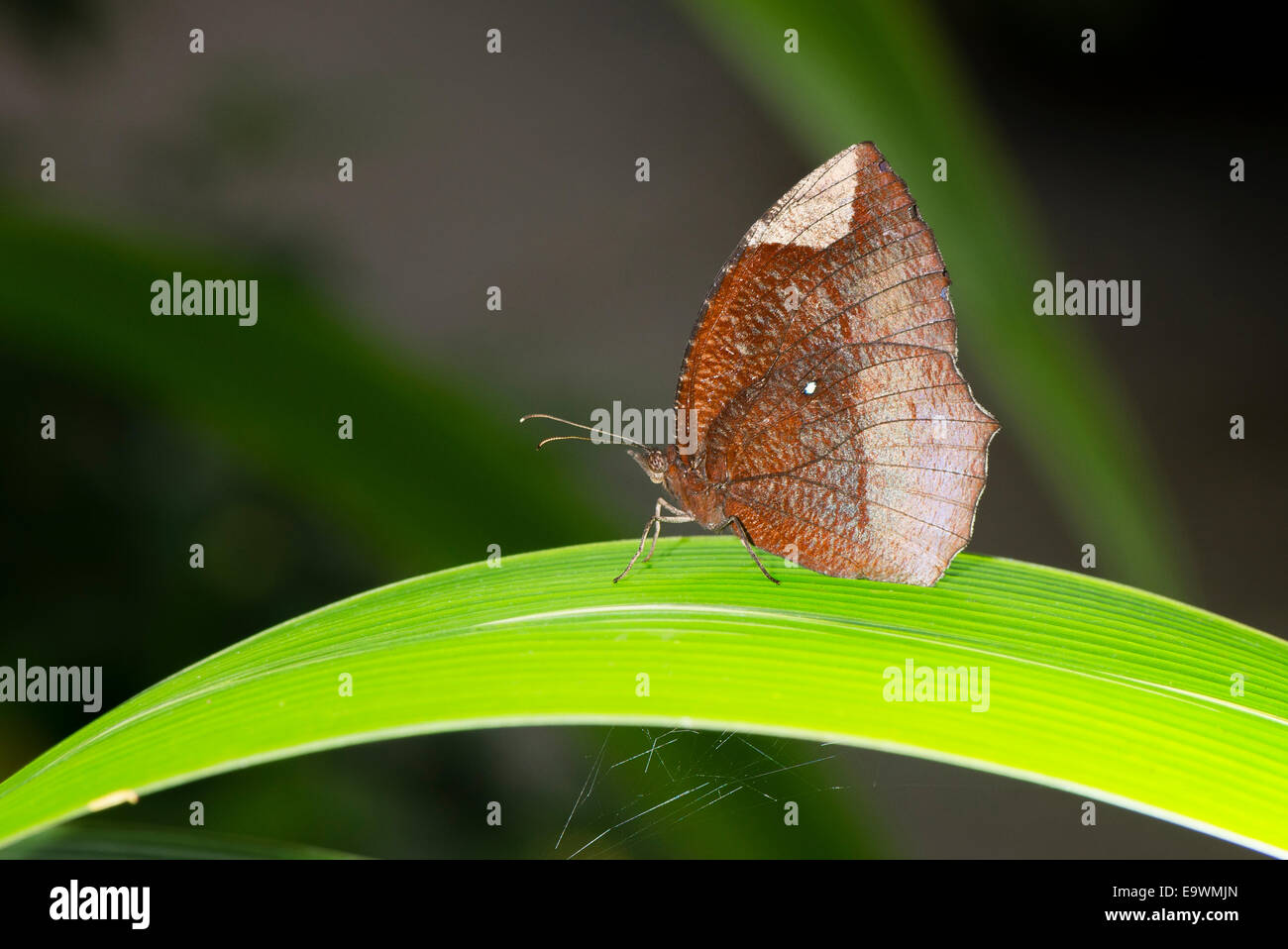 A Common Palmfly butterfly at rest Stock Photo - Alamy