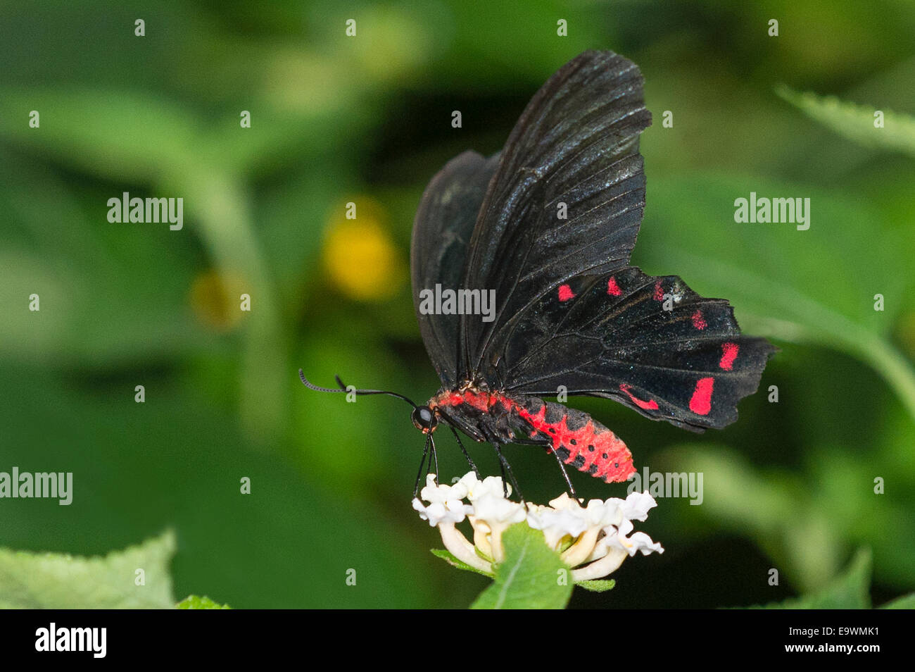 A Philippines Pink Rose butterfly feeding Stock Photo - Alamy