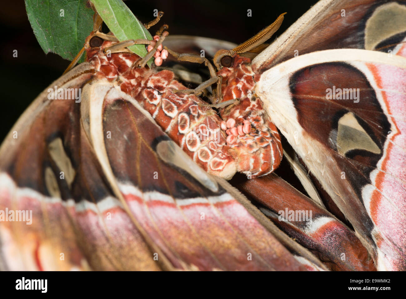 Silk moths hi-res stock photography and images - Alamy