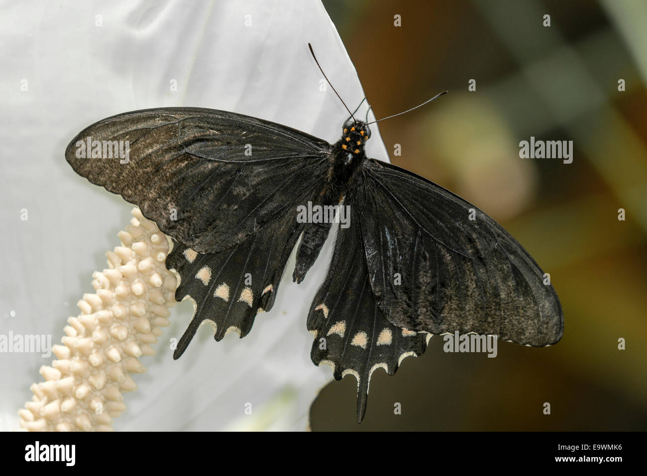 A Philippines Swallowtail resting on a lily Stock Photo - Alamy
