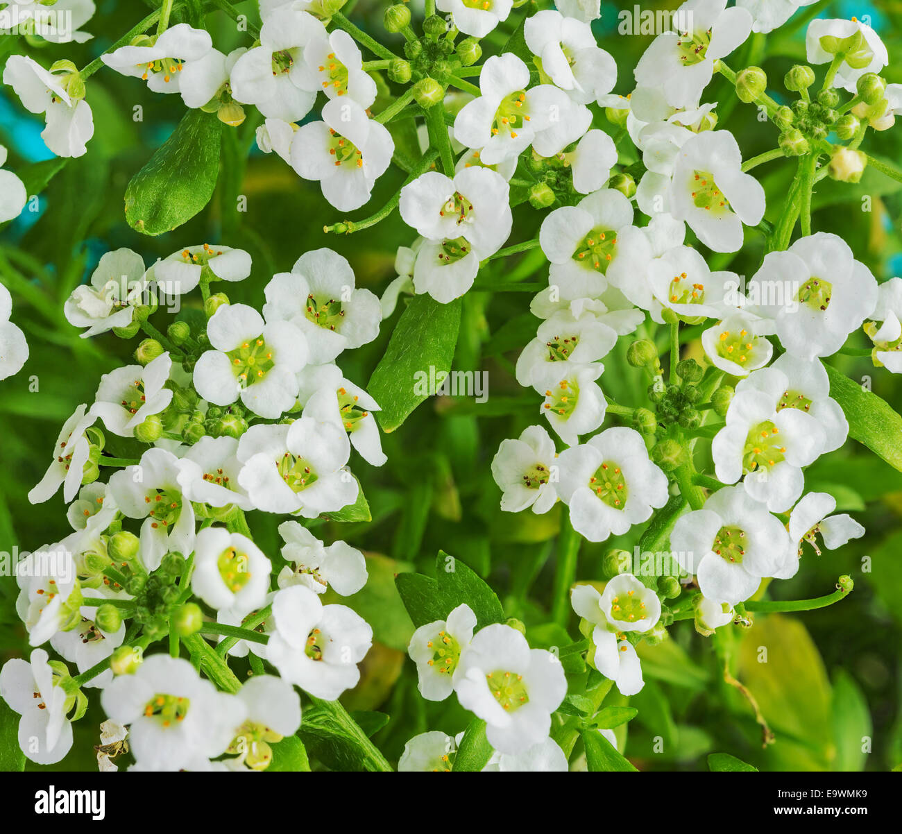 close up of small white Sweet Alyssum flowers Stock Photo - Alamy