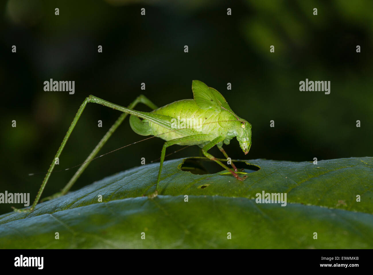 A Costa Rican Leaf Katydid on a leaf Stock Photo - Alamy